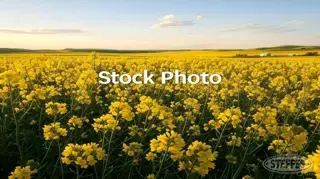 Steffes Group | Parcel 2