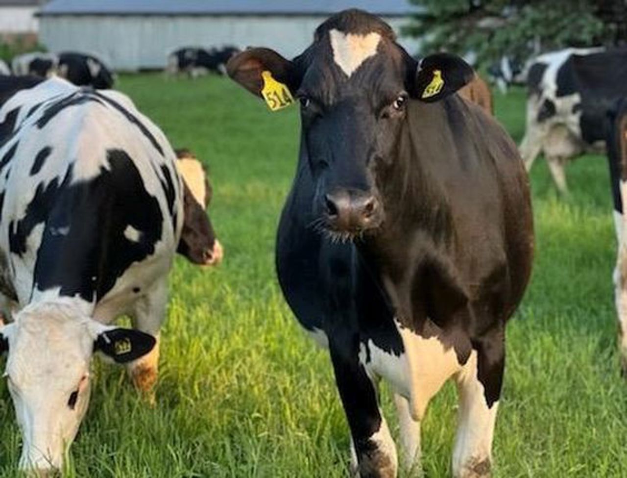 Steffes Group | Jon Christensen Dairy Cattle Auction