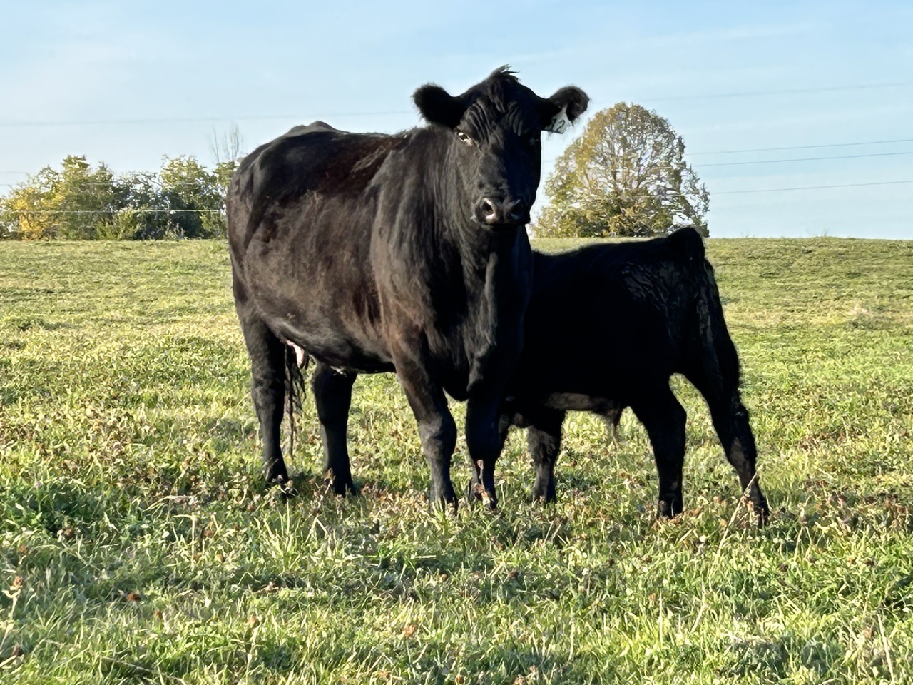 Steffes Group | Dassel, MN Bred Beef Cow Auction Terms and Conditions
