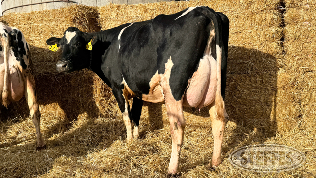 Steffes Group | Kohls Dairy Cattle Auction