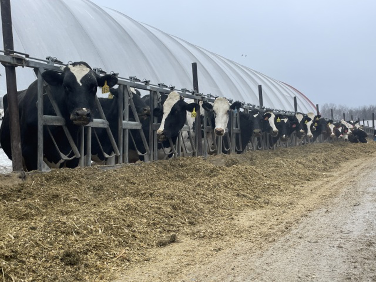 Steffes Group | Alan & Lori Andrus Dairy Cattle Retirement Auction